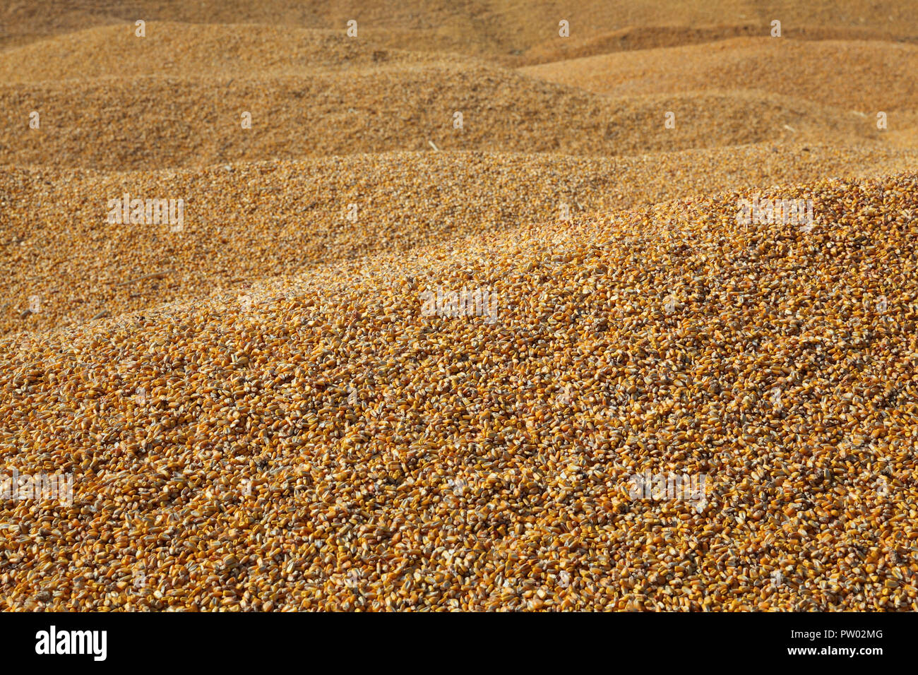 Heap of corn hi-res stock photography and images - Alamy