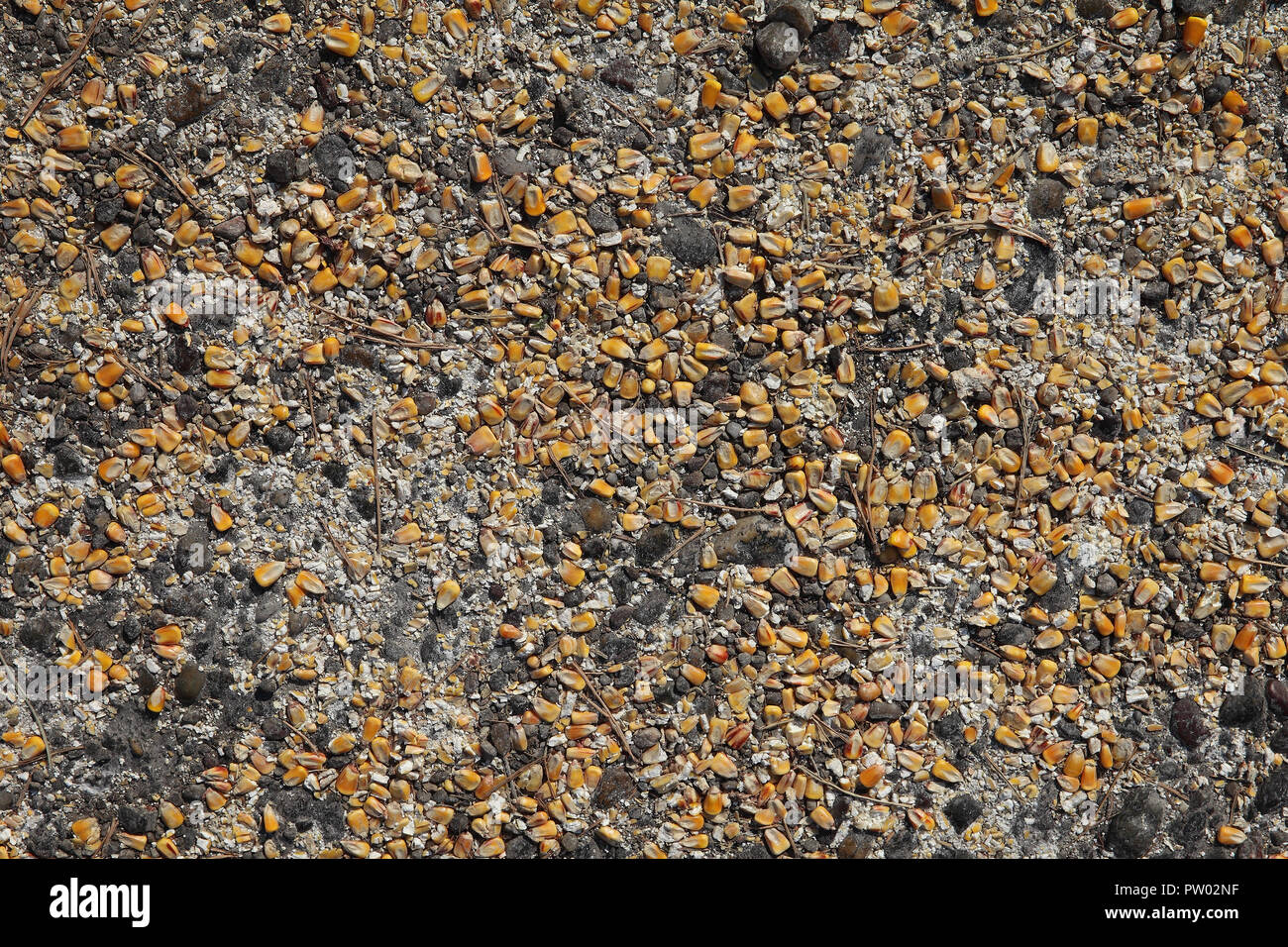Grain with trash hi-res stock photography and images - Alamy