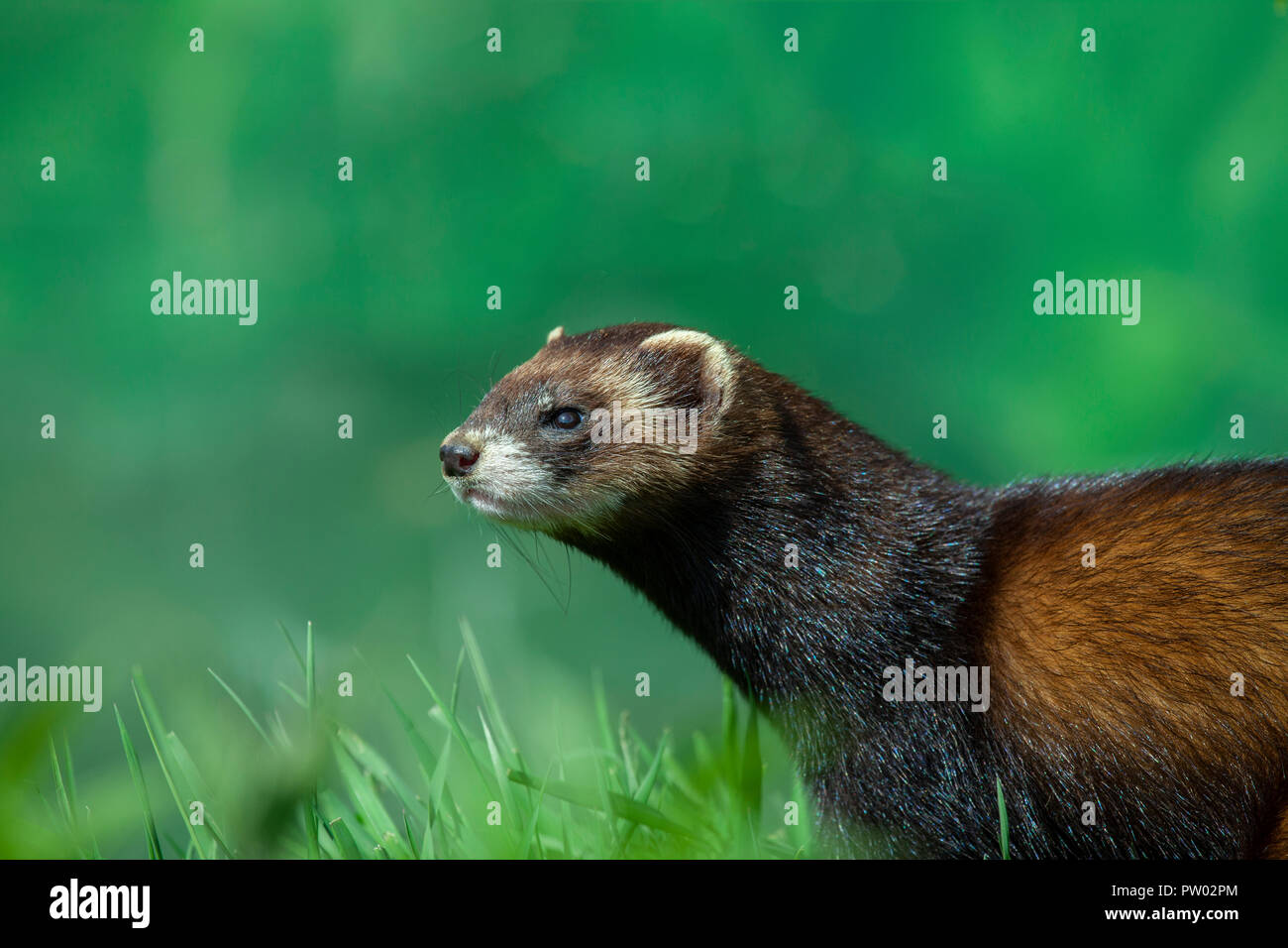 Pole cat hi-res stock photography and images - Alamy