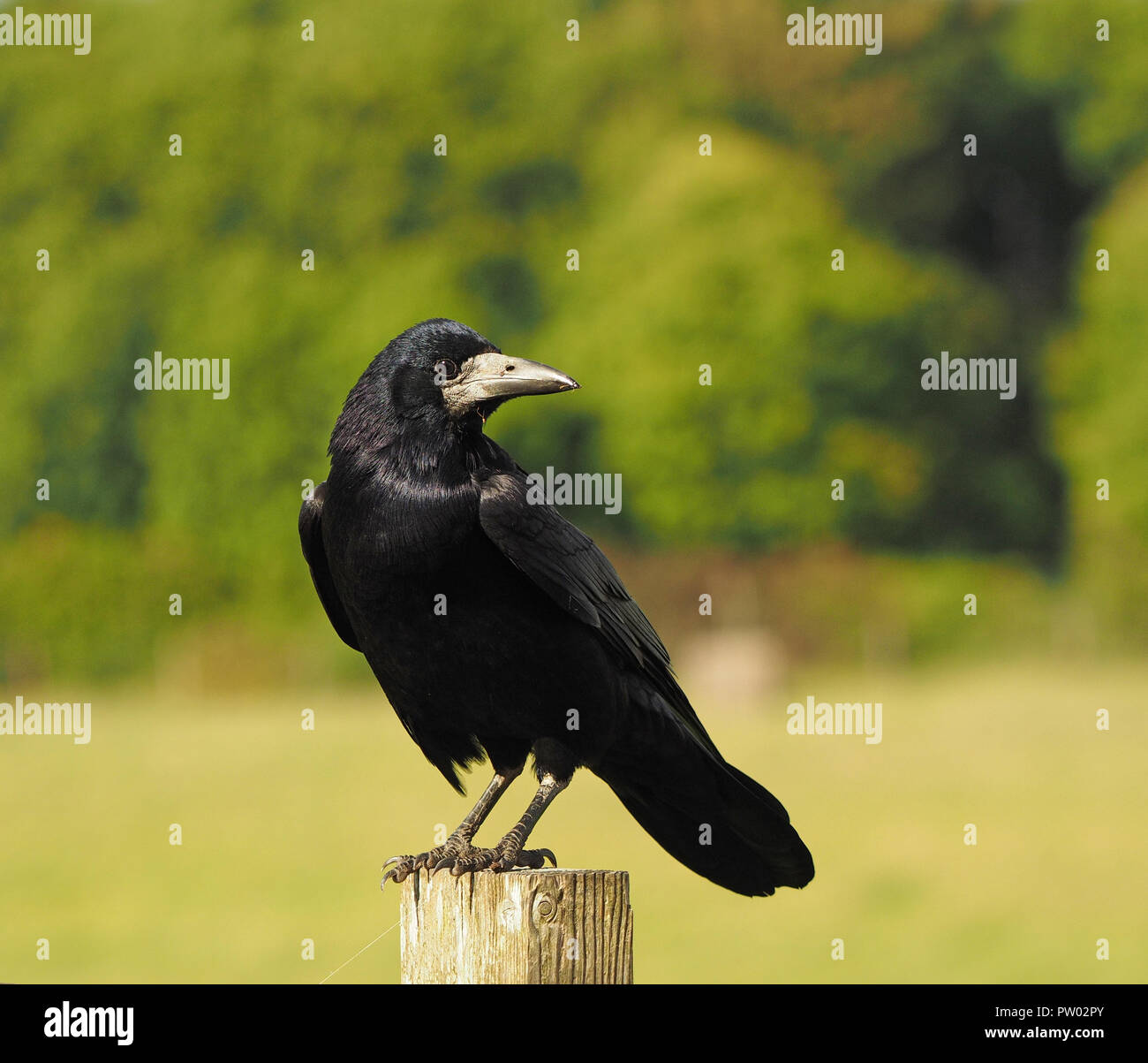 Rook feathers hi-res stock photography and images - Alamy