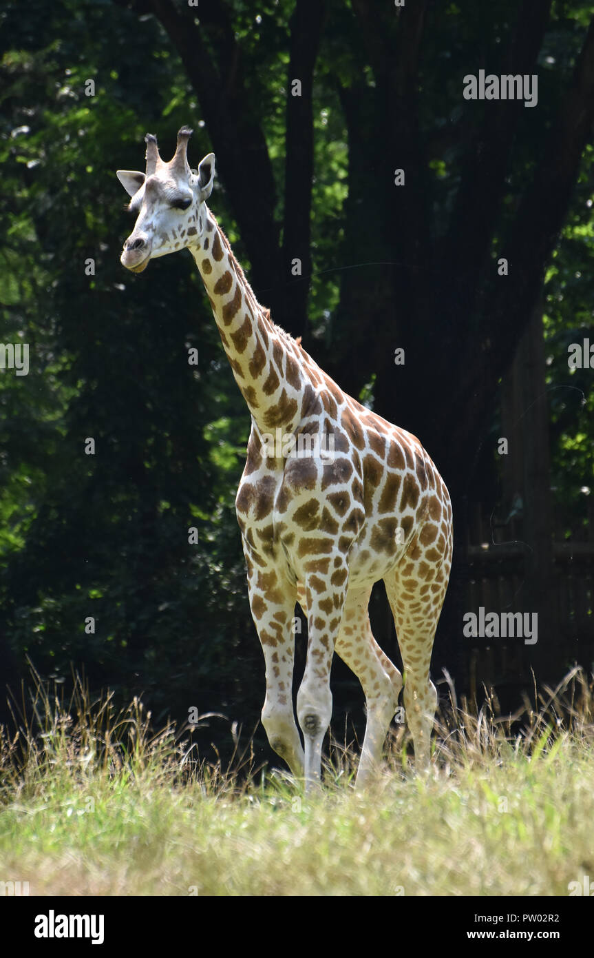 giraffe, nubian-giraffe, reticulated-giraffe, angolan-giraffe, wildlife ...