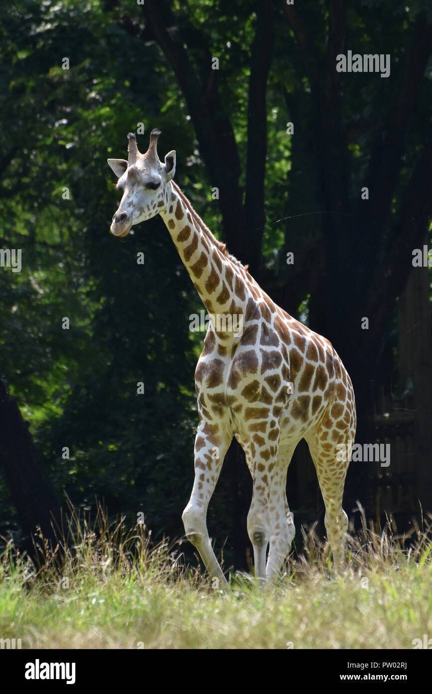 Adorable Baby Giraffe Getting Bigger and Bigger Stock Photo - Alamy