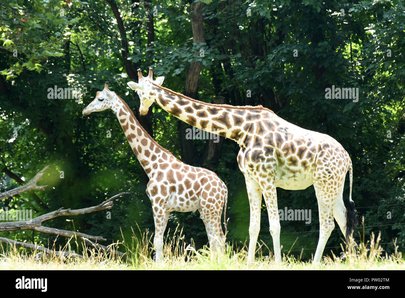 Nubian Giraffe
