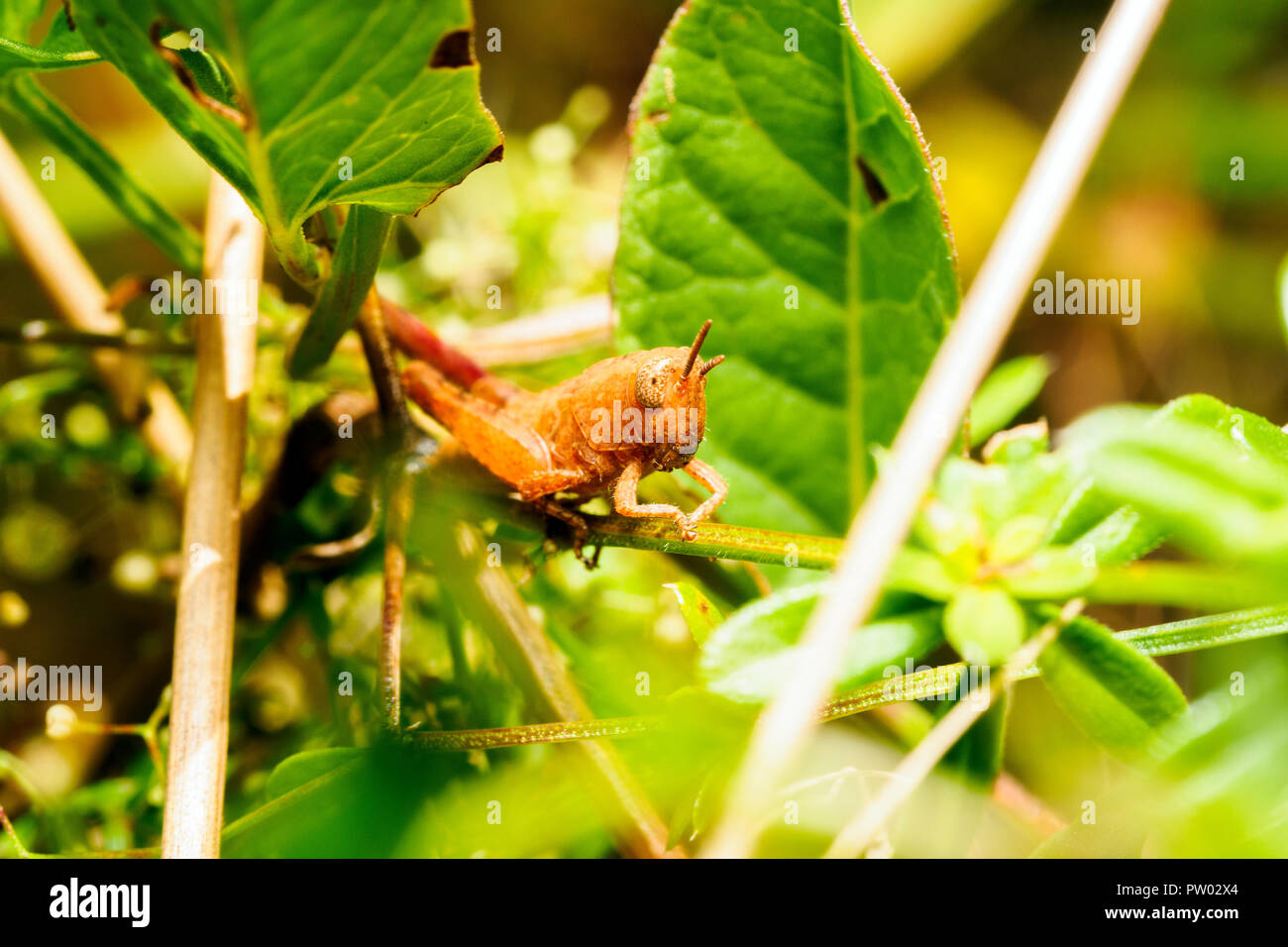 Italian grasshopper - Italian Locust (Calliptamus italicus) - Umbria ...