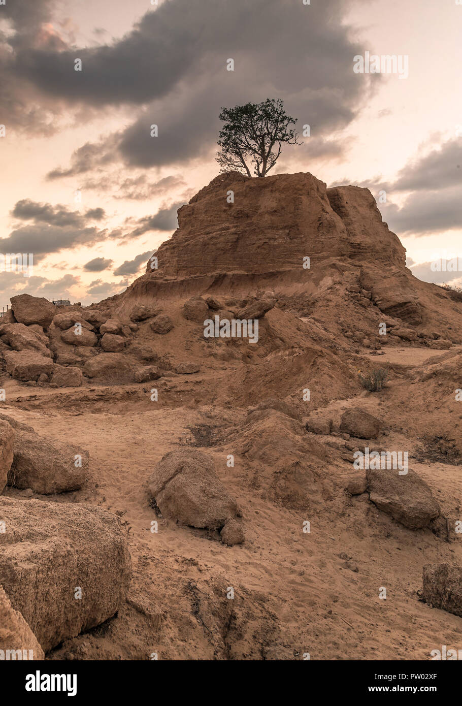 A photo of an old solo tree "Sycamore Tree" high in the mountain Stock ...