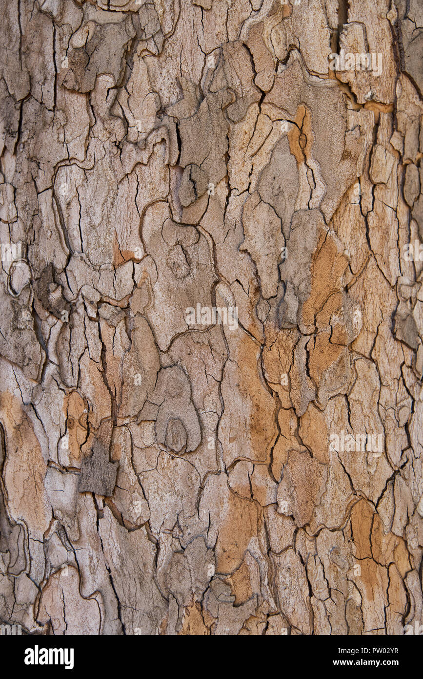 Tree bark texture, abstract wallpaper, vertical layout Stock Photo - Alamy