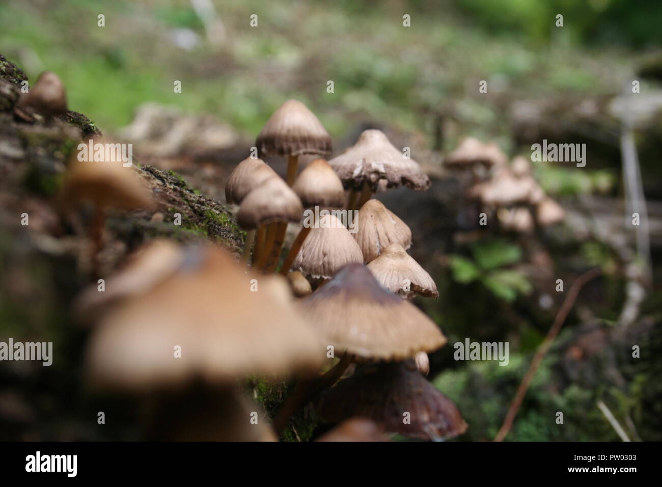 different kinds of mushrooms and fungai Stock Photo - Alamy