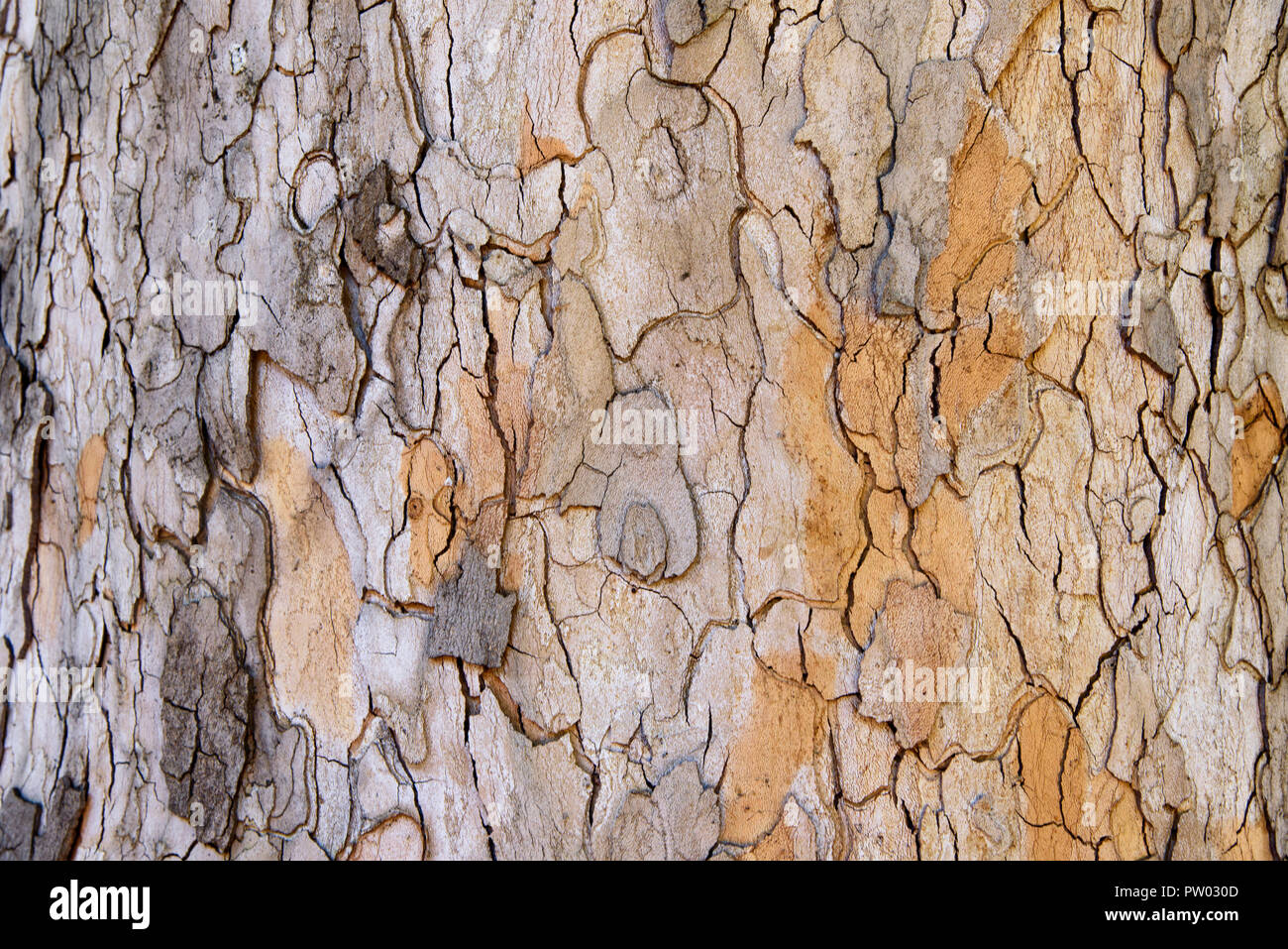 Tree bark texture, abstract wallpaper, rough surface Stock Photo - Alamy