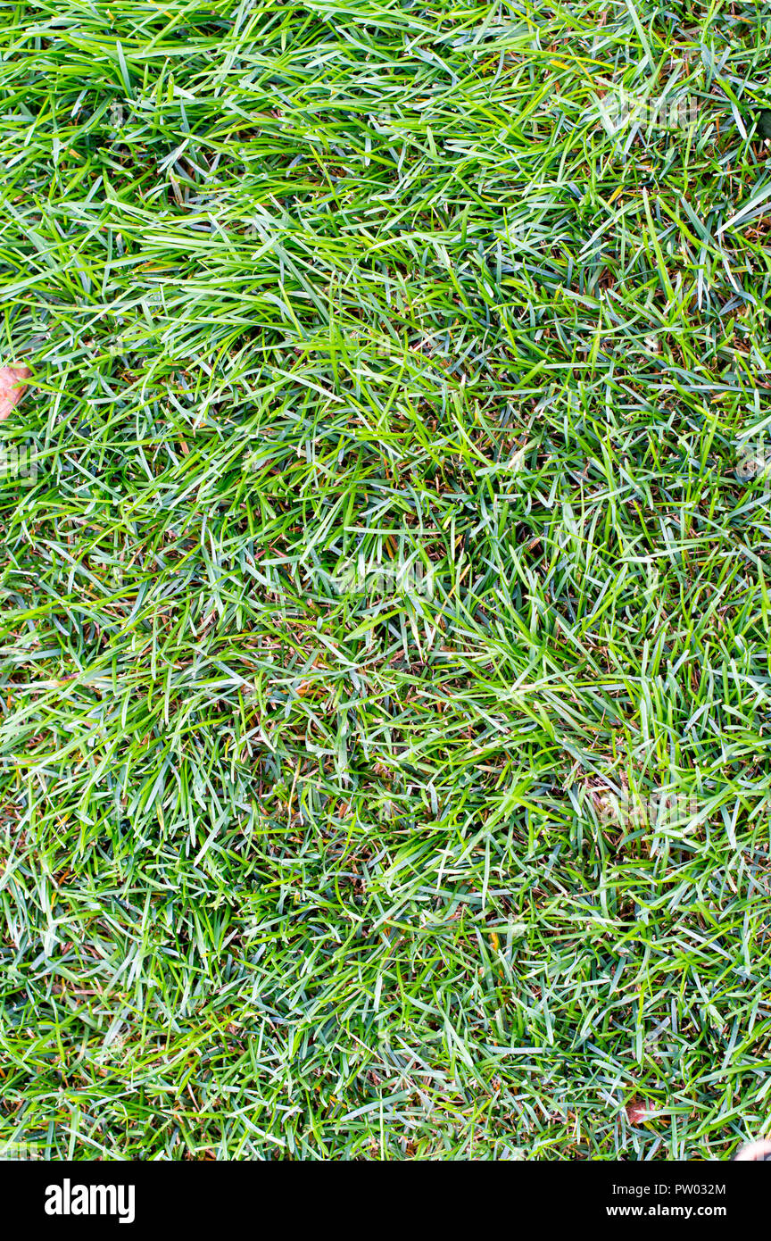 Lawn view hi-res stock photography and images - Alamy