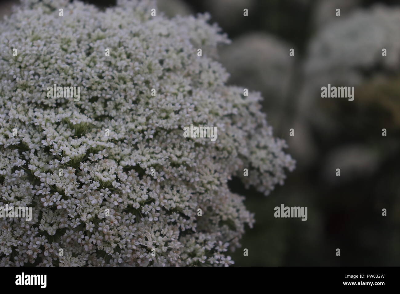blooming vegetable carrot. flowef. carrot garden. blooming Stock Photo ...