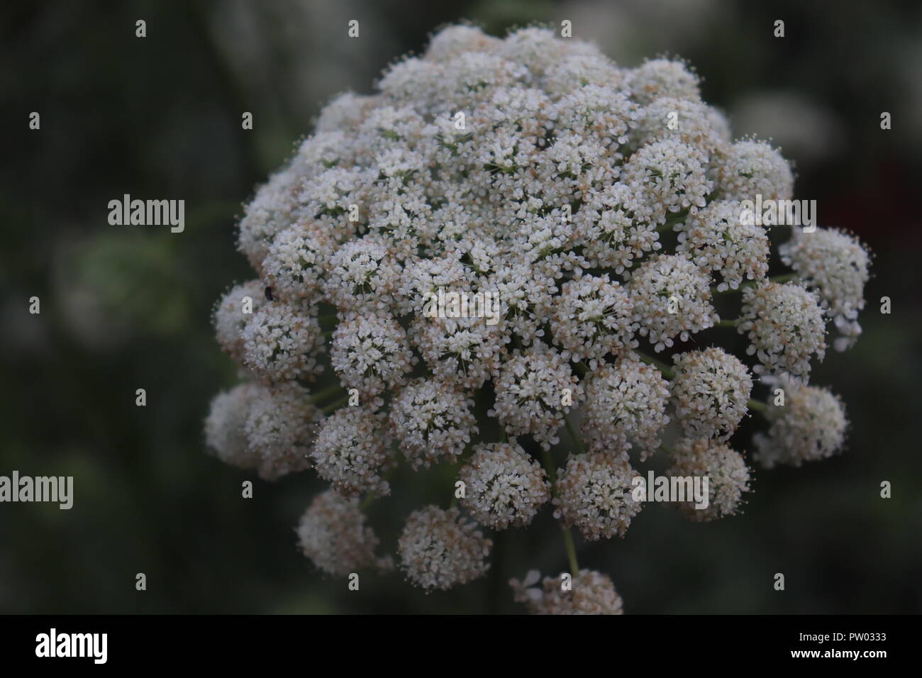 blooming vegetable carrot. flowef. carrot garden. blooming Stock Photo ...