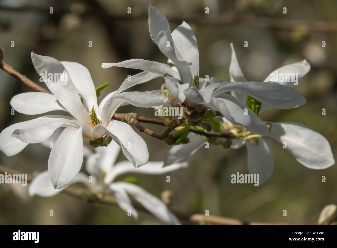 White magnolia tree hi-res stock photography and images - Alamy