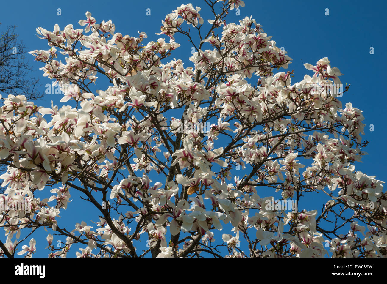 Blooming magnolia tree with white flowers Stock Photo - Alamy