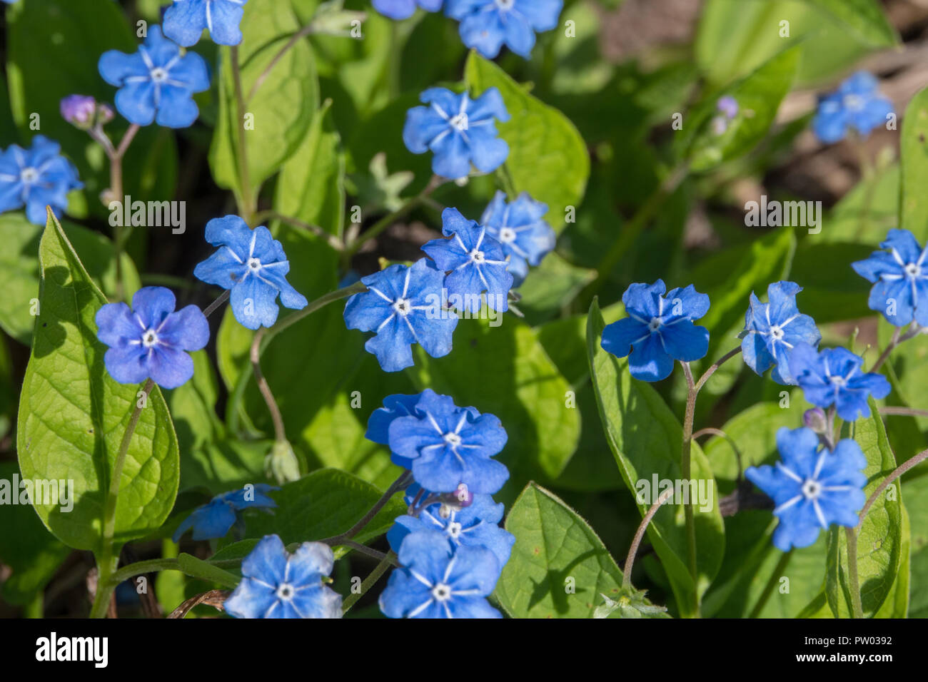 Blue flower carpet on the background of green leaves Stock Photo - Alamy