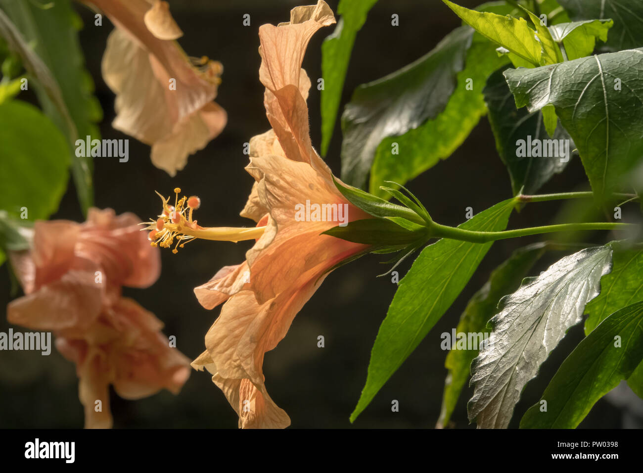 Big petal flowers hi-res stock photography and images - Alamy