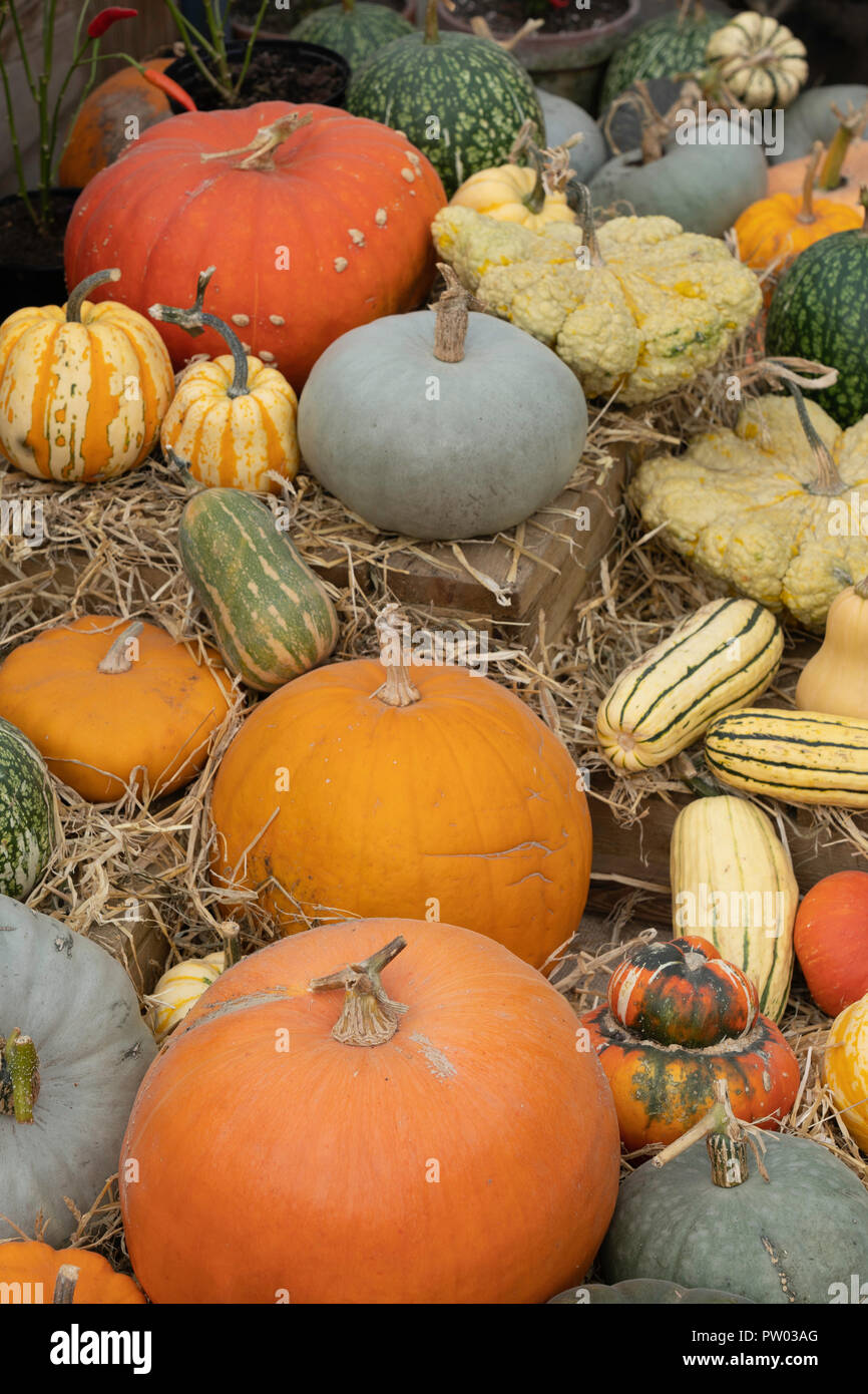 Round Marrows Stock Photos & Round Marrows Stock Images - Alamy