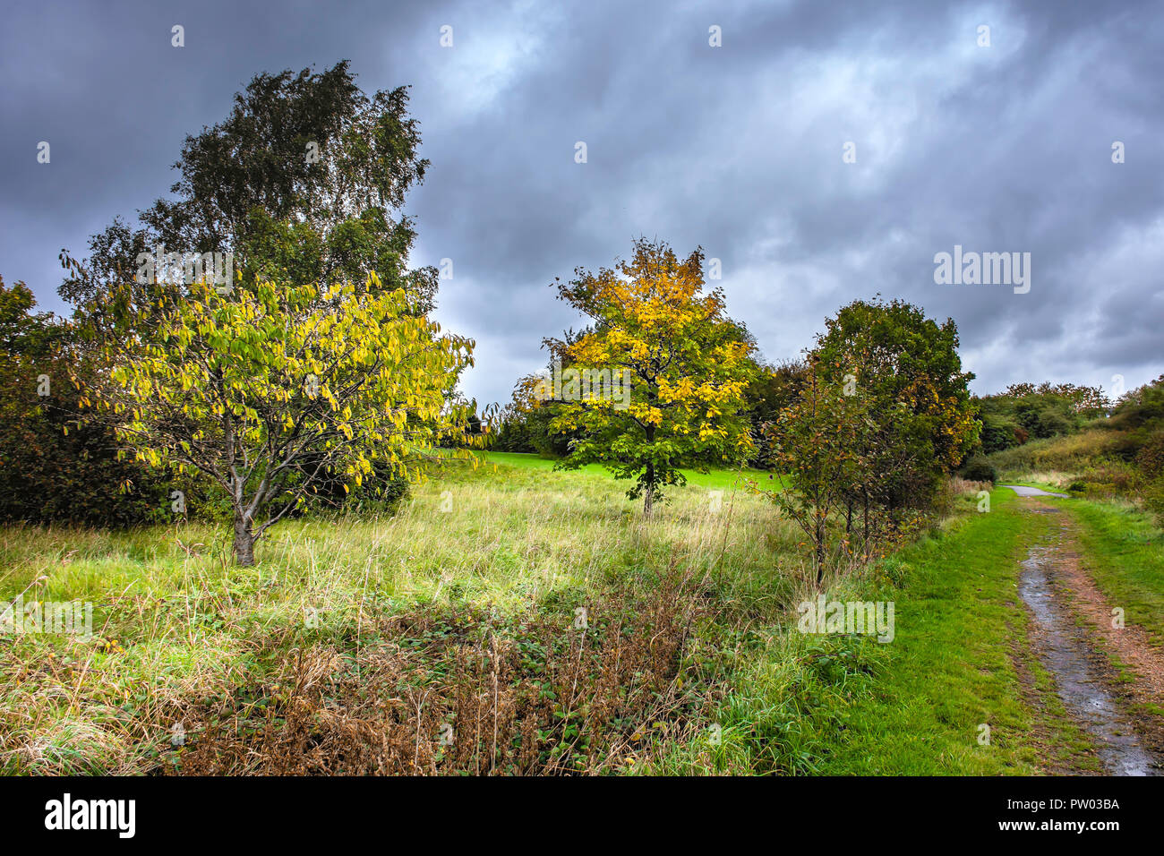 Landscape of rural Uk.Trees with leaves changing color growing on ...