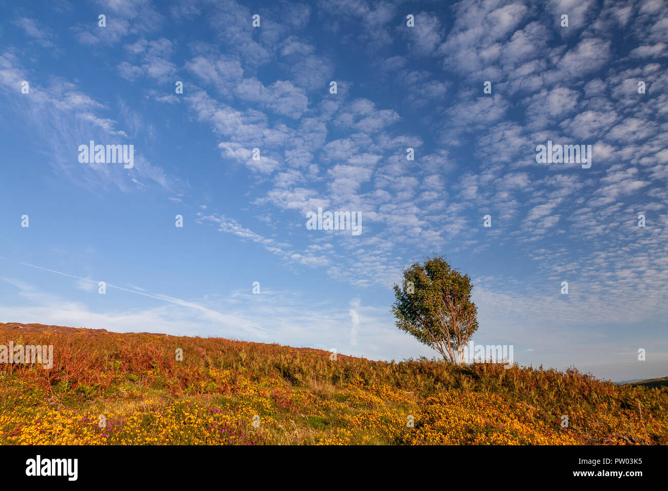 Single tree on a slope along the Sychnant Pass, North Wales Stock Photo ...