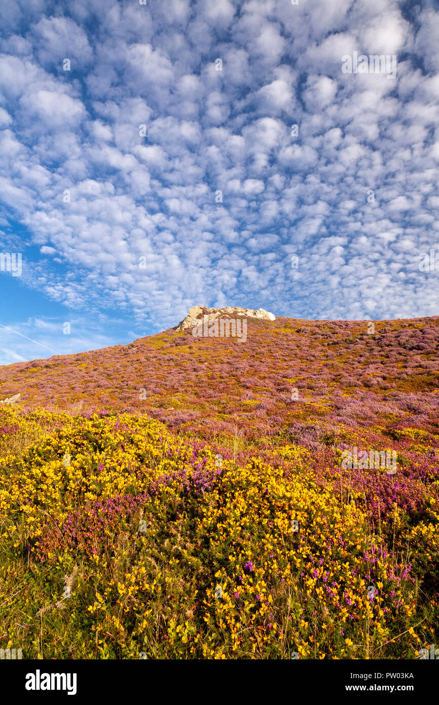 Flowering heather and gorse on the Sychnant Pass on the North Wales ...
