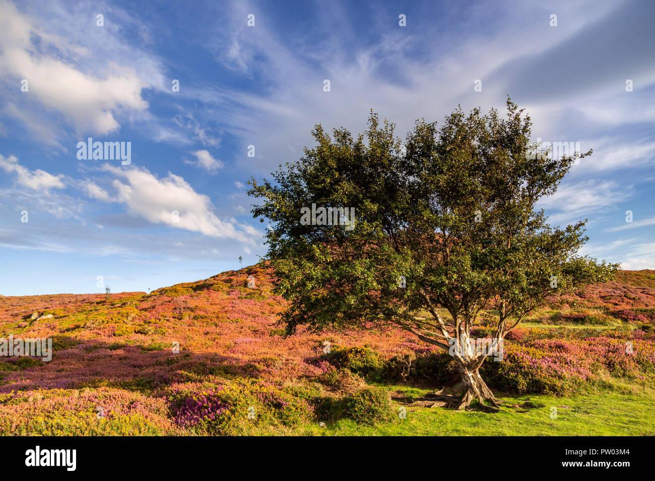 Pass tree hi-res stock photography and images - Alamy