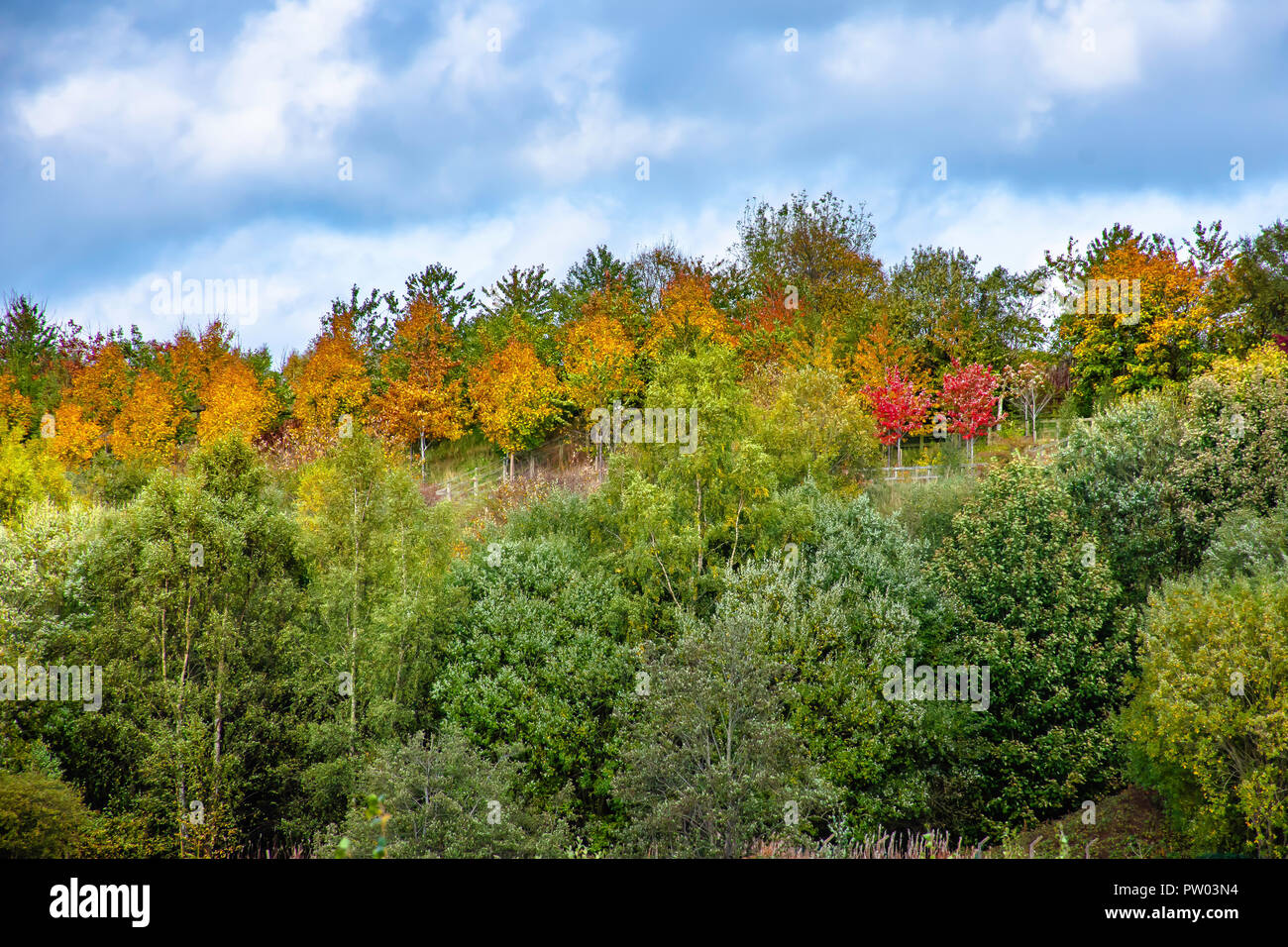 Trees with leaves changing color growing on the hill slope, on ...