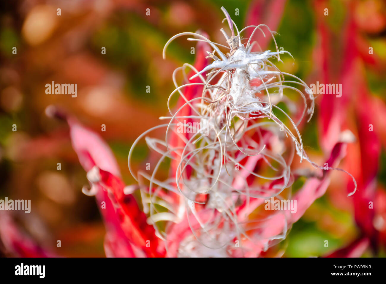 Willow weed hi-res stock photography and images - Alamy