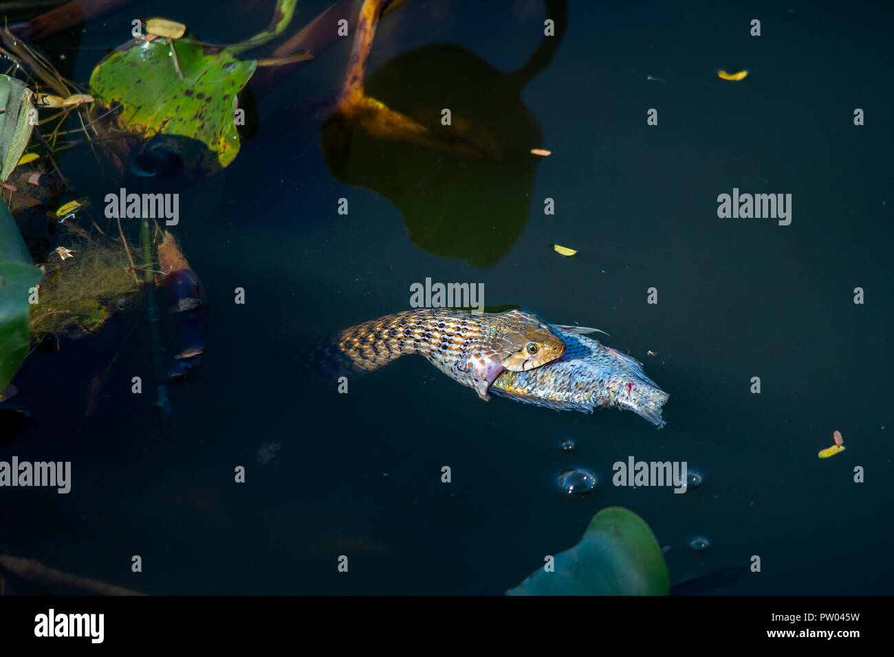 Pond snake eating fish hi-res stock photography and images - Alamy