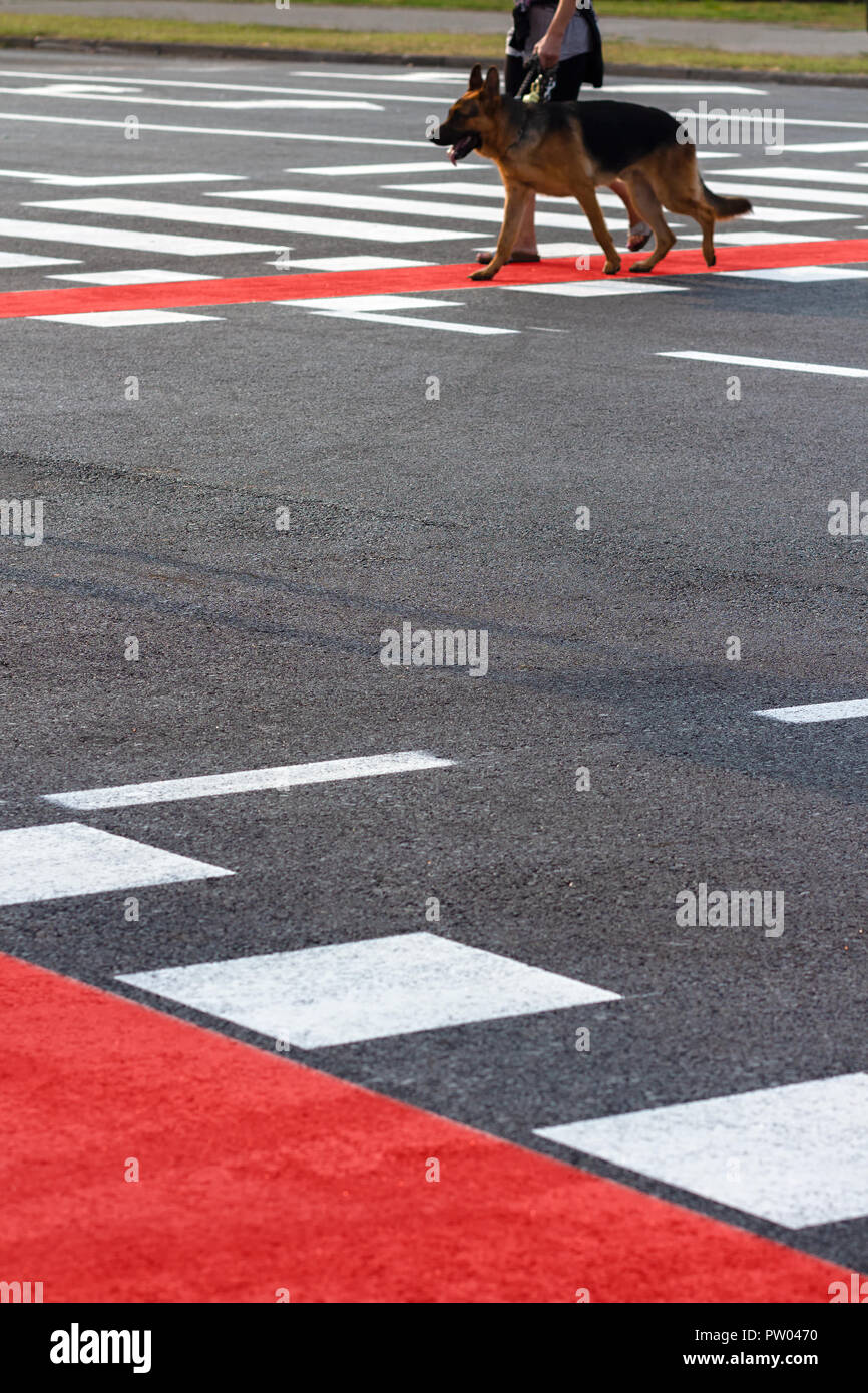 Red bike lanes and pedestrian crossing with man crossing with dog in ...