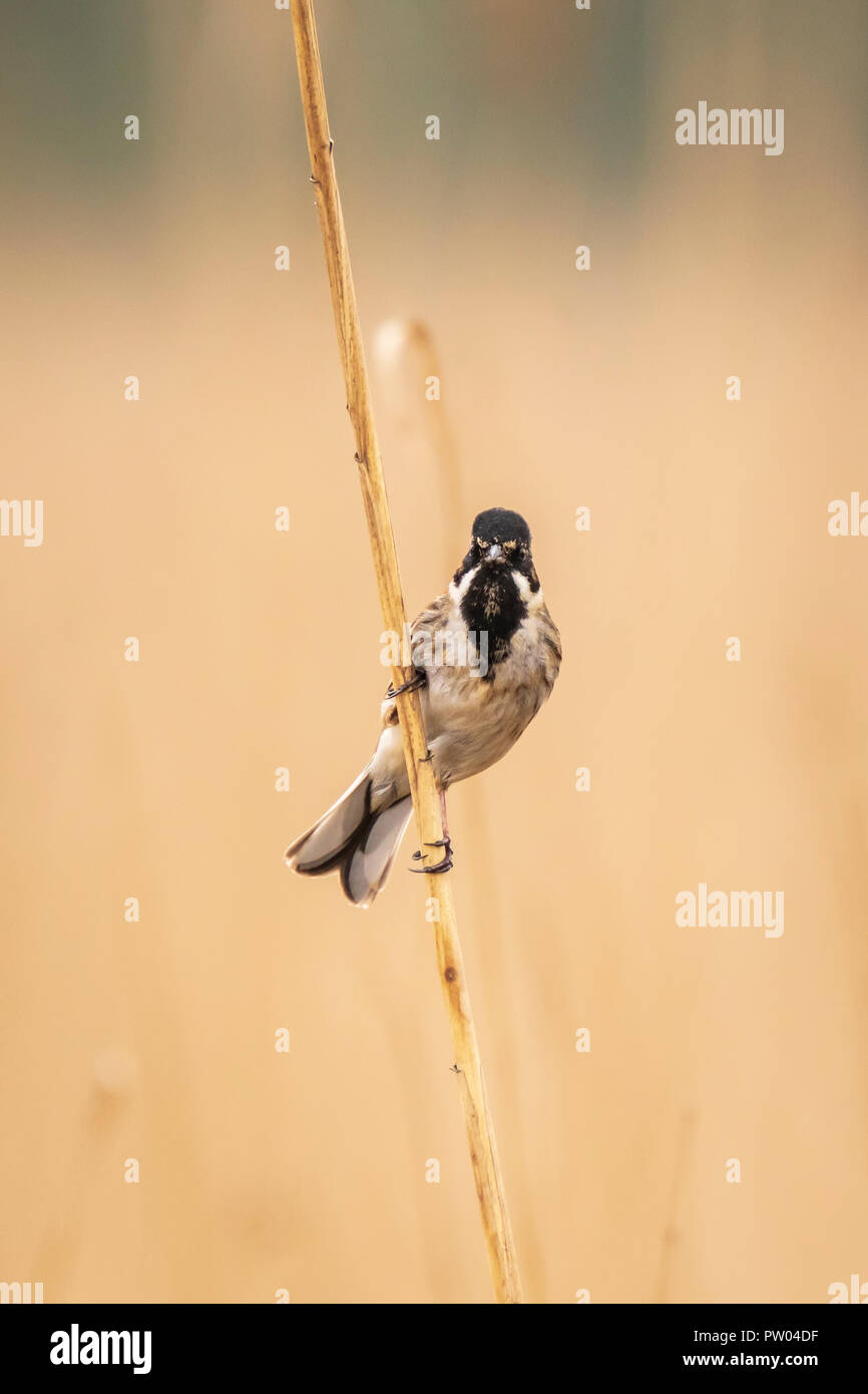 Reed water bird wildlife hi-res stock photography and images - Alamy