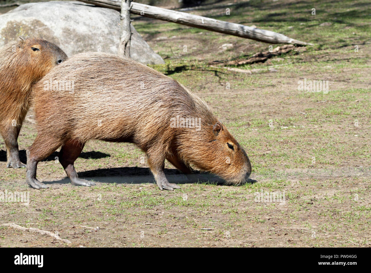 Capybaras, Hydrochoerus hydrochaeris Stock Photo - Alamy