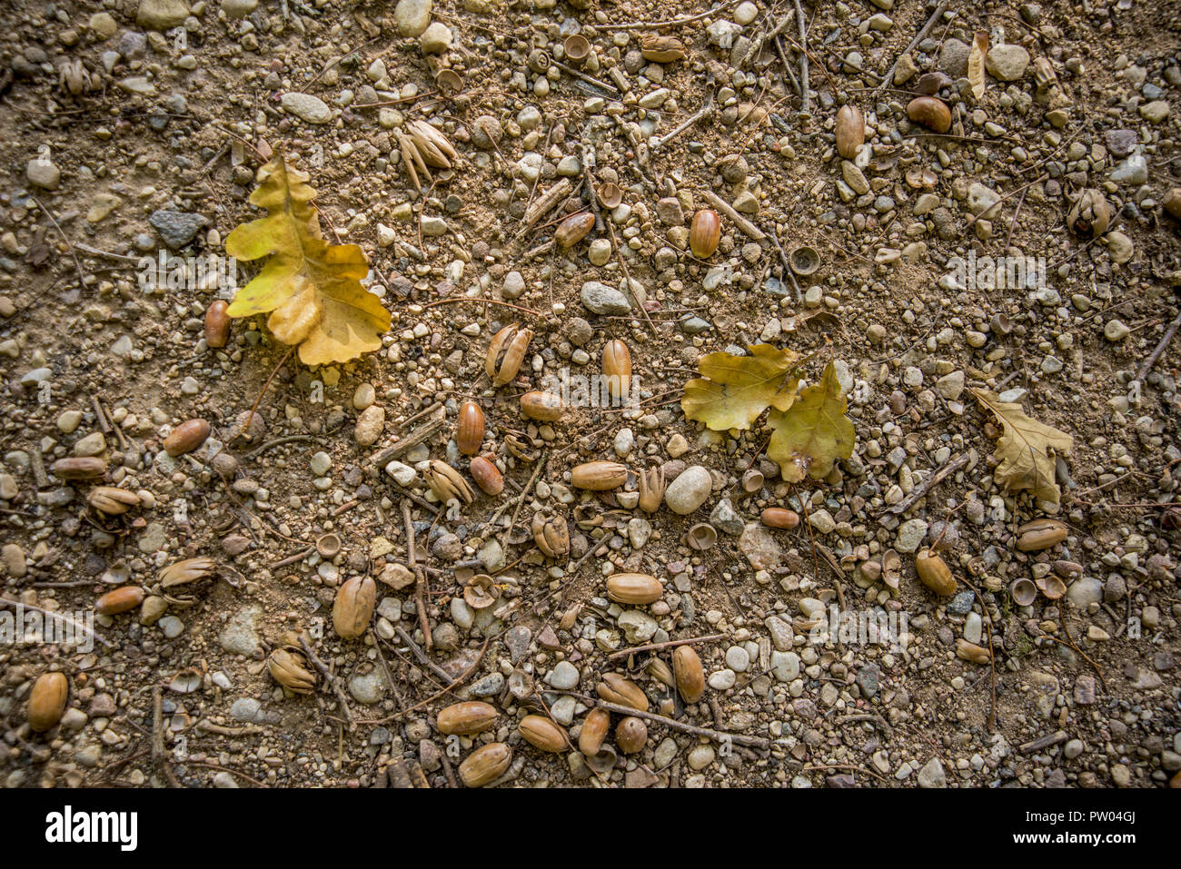 Autumn leaves and acorn. Abstract autumn texture Stock Photo - Alamy