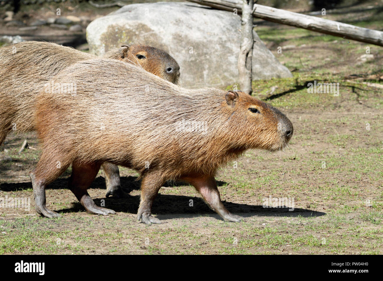 Capybaras, Hydrochoerus hydrochaeris Stock Photo - Alamy