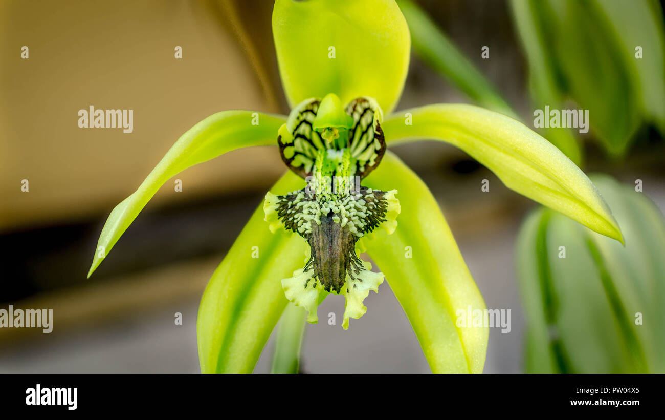 Closeup detail of Black Orchid flower Coelogyne pandurata. This ...