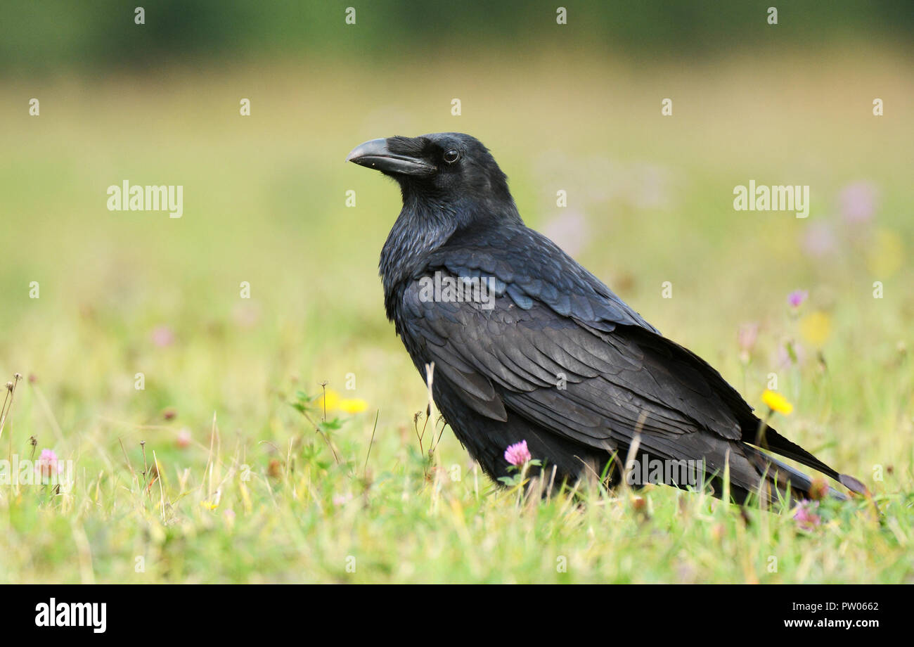 Common Raven (Corvus corax Stock Photo - Alamy
