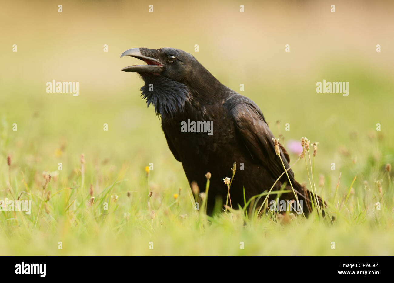 Common Raven (Corvus corax Stock Photo - Alamy
