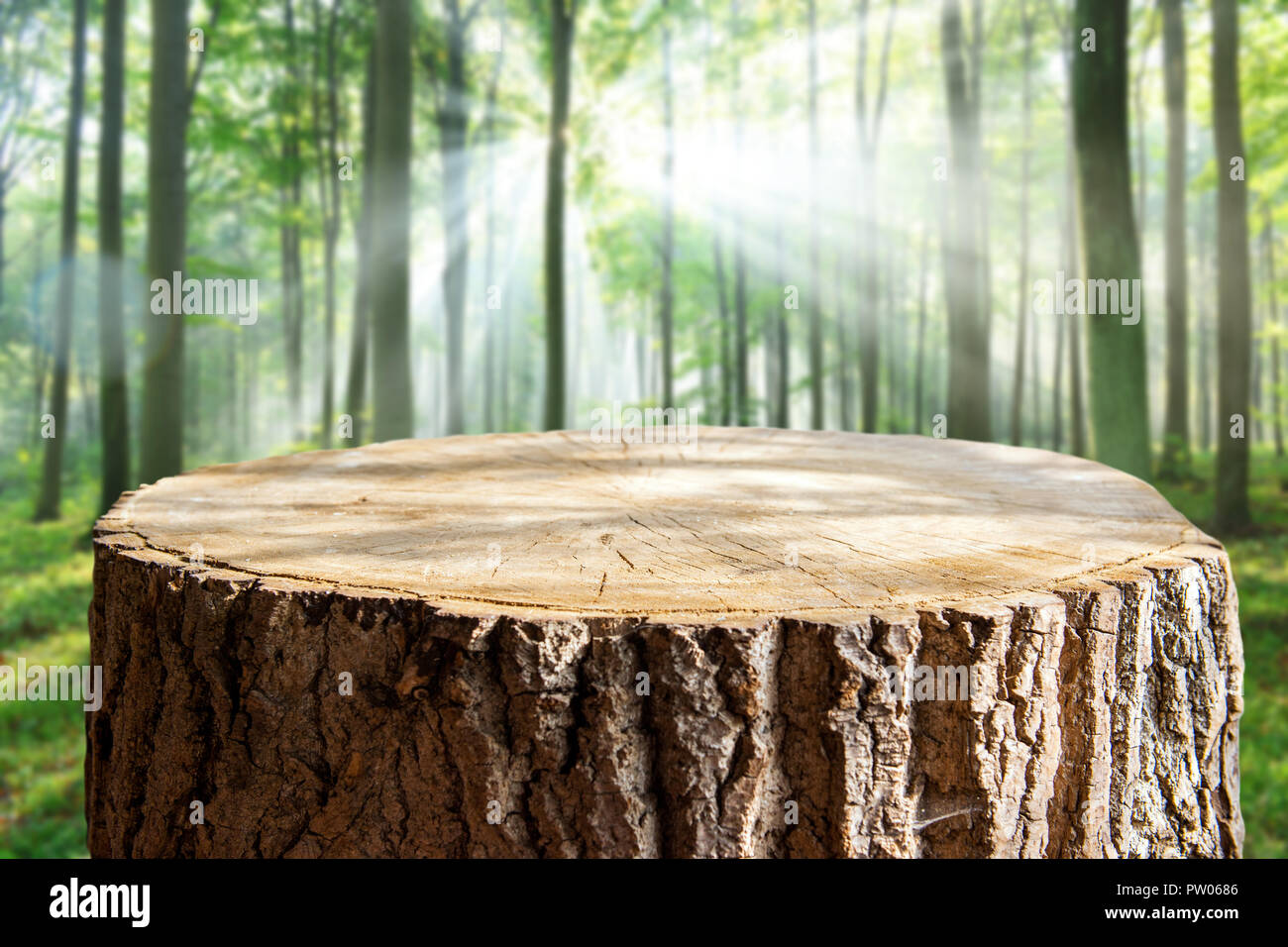 Empty tree trunk for display montags Stock Photo - Alamy