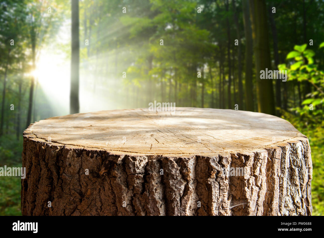 Empty tree trunk for display montags Stock Photo - Alamy