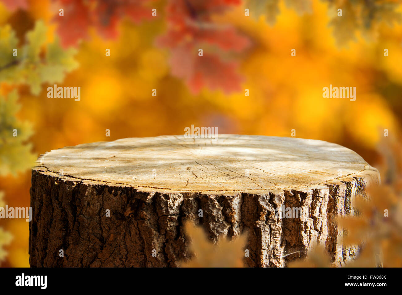 Empty tree trunk for display montags Stock Photo - Alamy