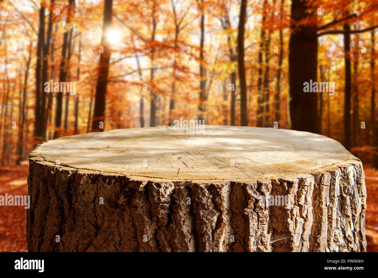 Empty tree trunk for display montags Stock Photo - Alamy