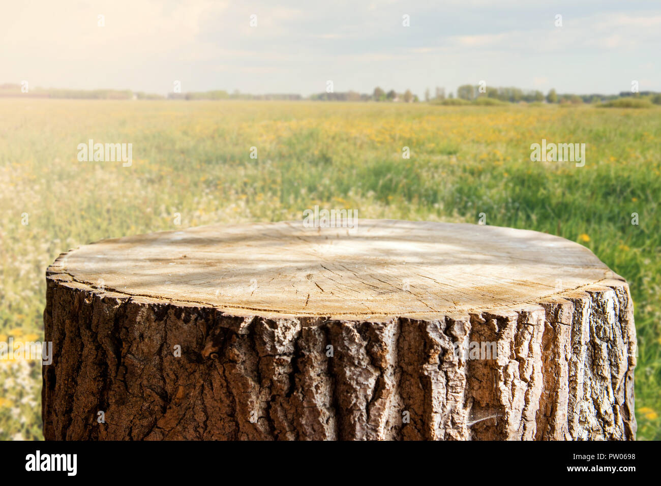 Empty tree trunk for display montags Stock Photo - Alamy