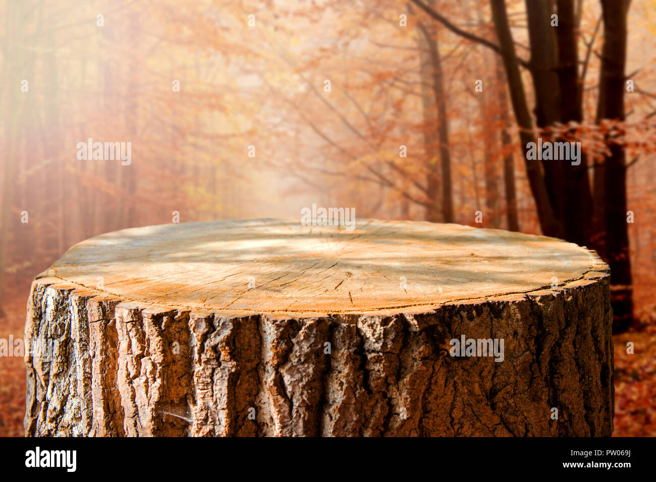 Empty tree trunk for display montags Stock Photo - Alamy