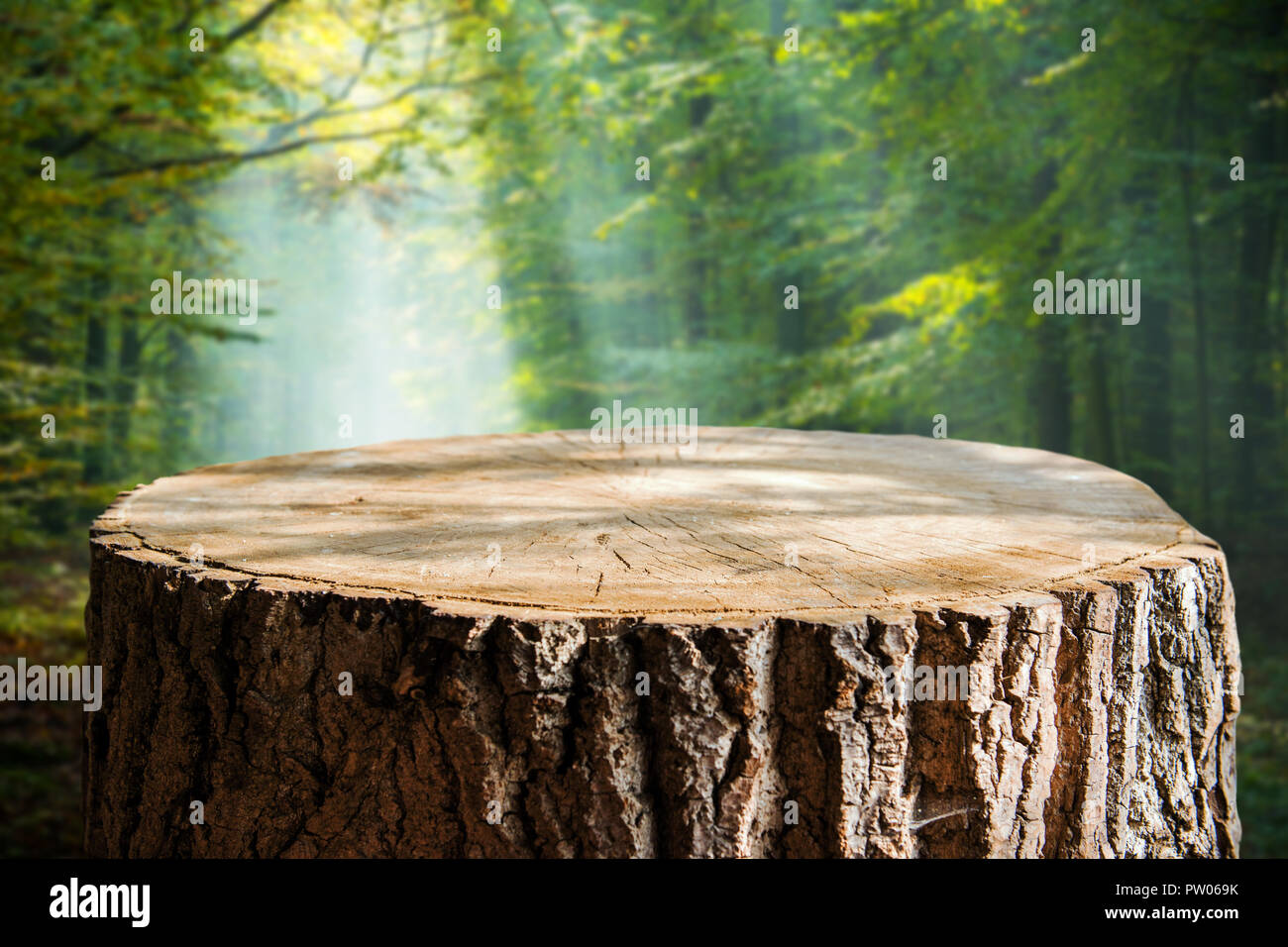 Empty tree trunk for display montags Stock Photo - Alamy