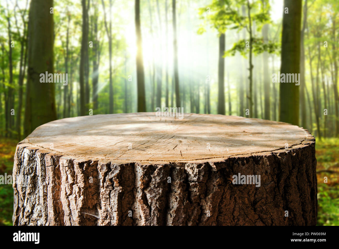 Empty tree trunk for display montags Stock Photo - Alamy