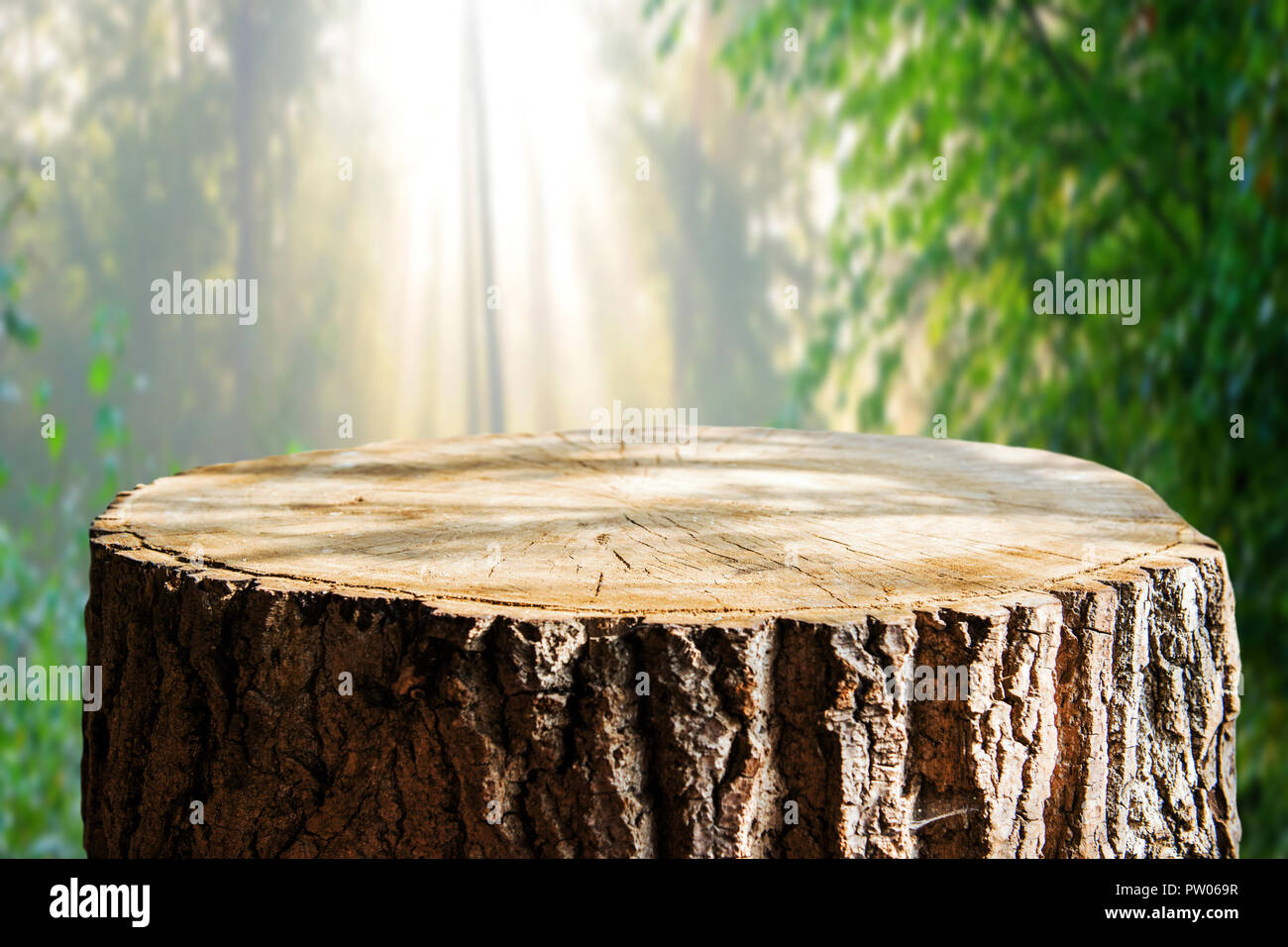 Empty tree trunk for display montags Stock Photo - Alamy