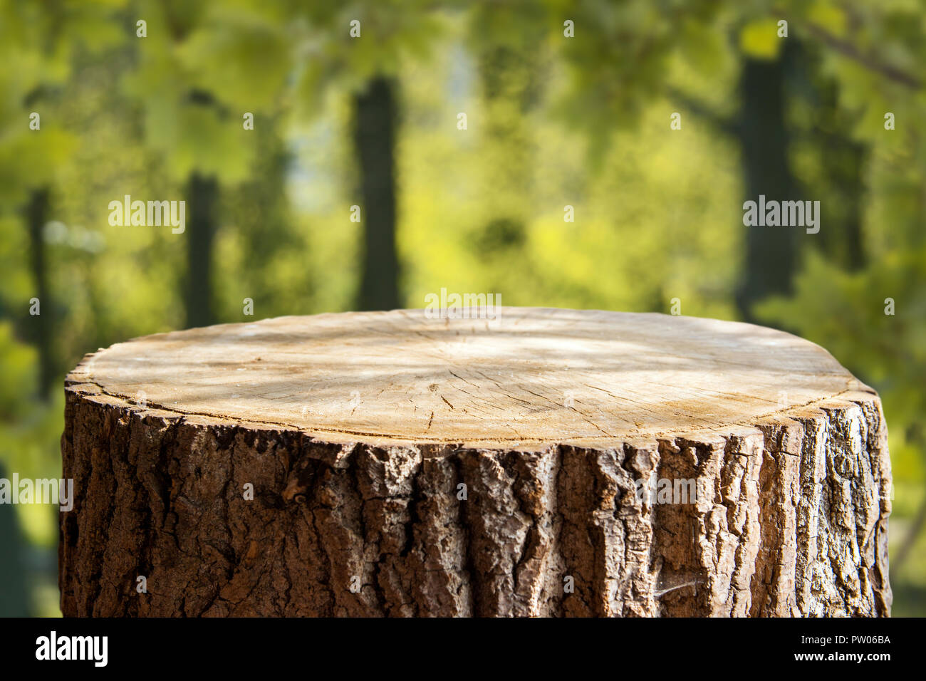 Empty tree trunk for display montags Stock Photo - Alamy