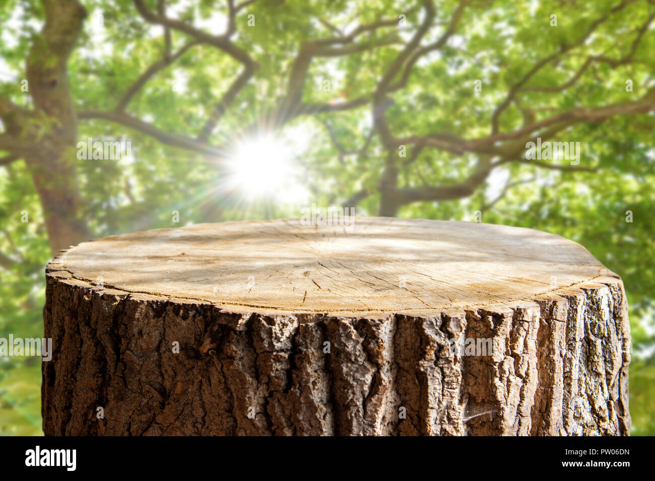 Empty tree trunk for display montags Stock Photo - Alamy