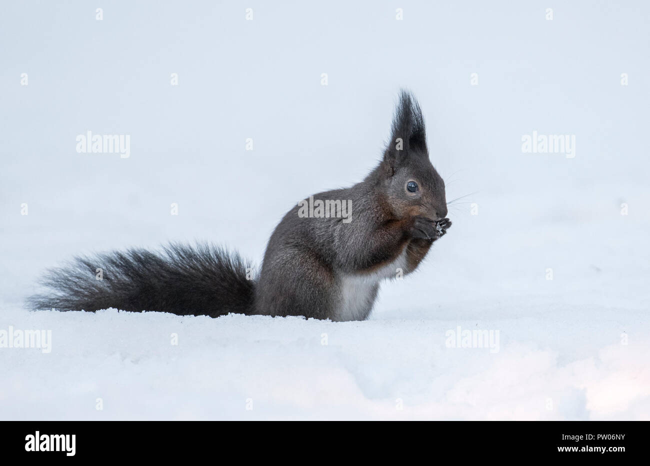 Red Squirrel (Sciurus vulgaris) - dark fur variety Stock Photo - Alamy