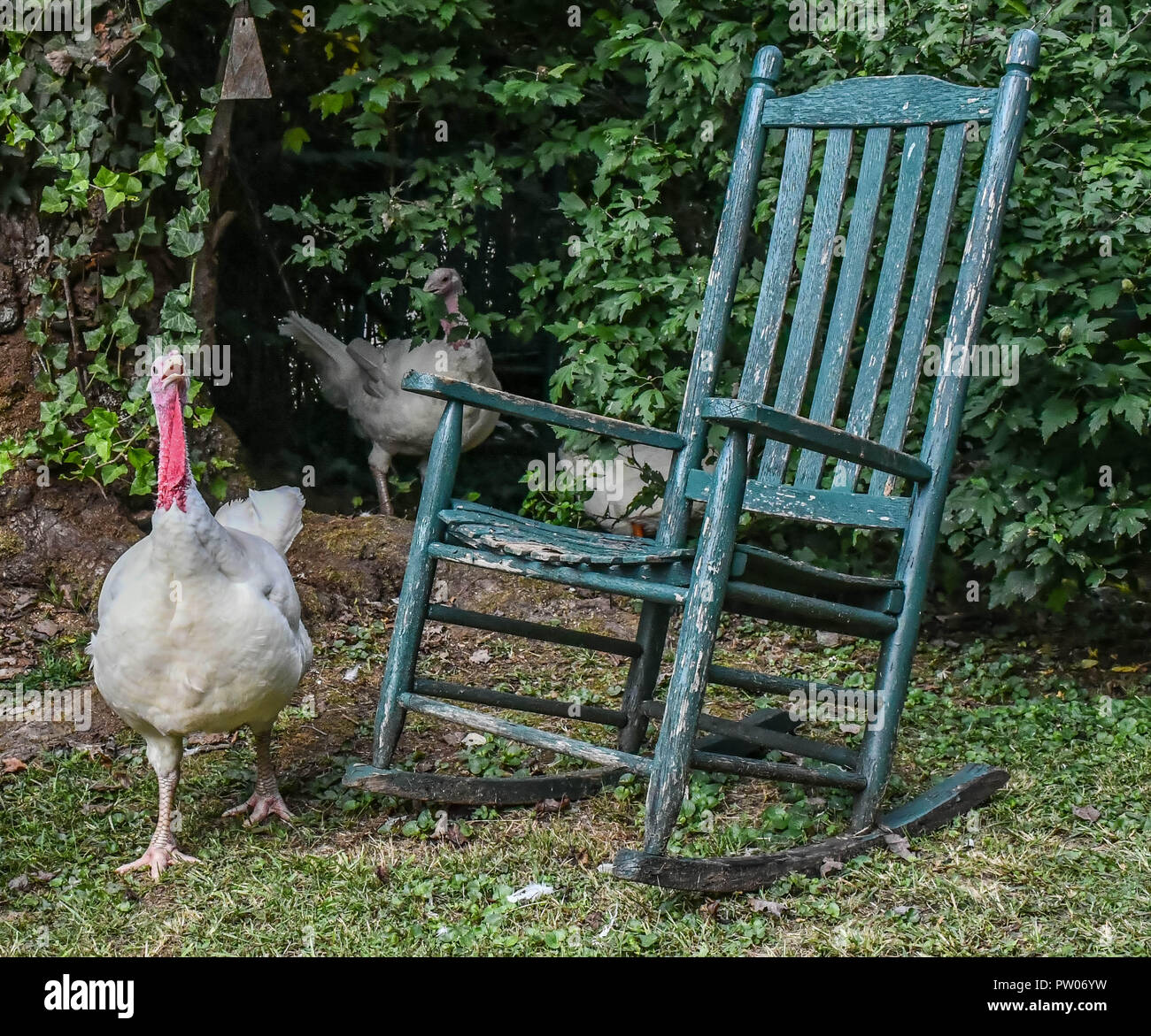 White broad breasted turkey hi-res stock photography and images - Alamy