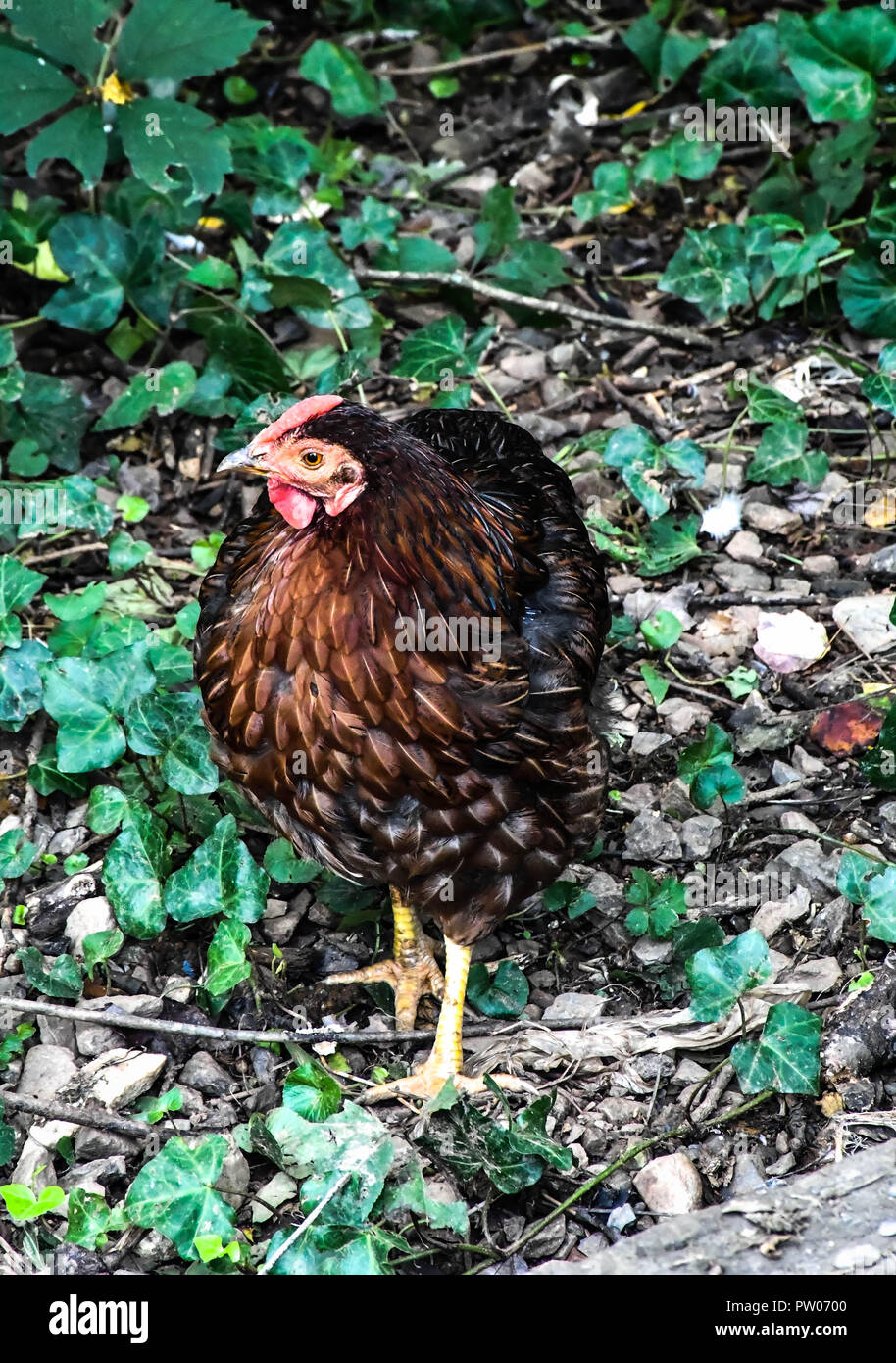 Poultry farming georgia hi-res stock photography and images - Alamy