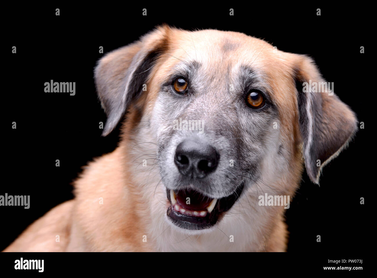 Portrait of an adorable mixed breed dog - isolated on black background ...
